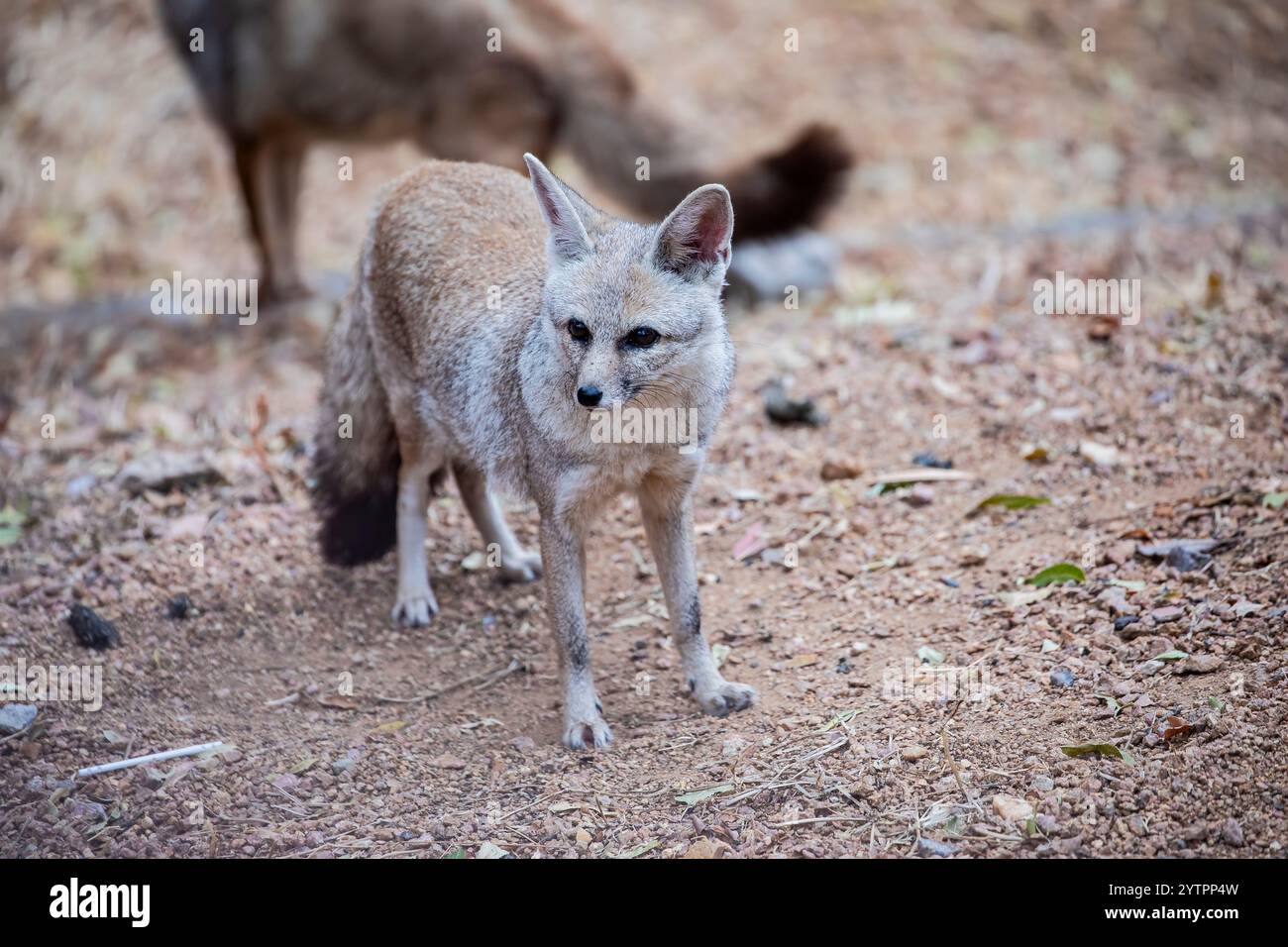 The Bengal fox (Vulpes bengalensis) is a fox endemic to the Indian ...