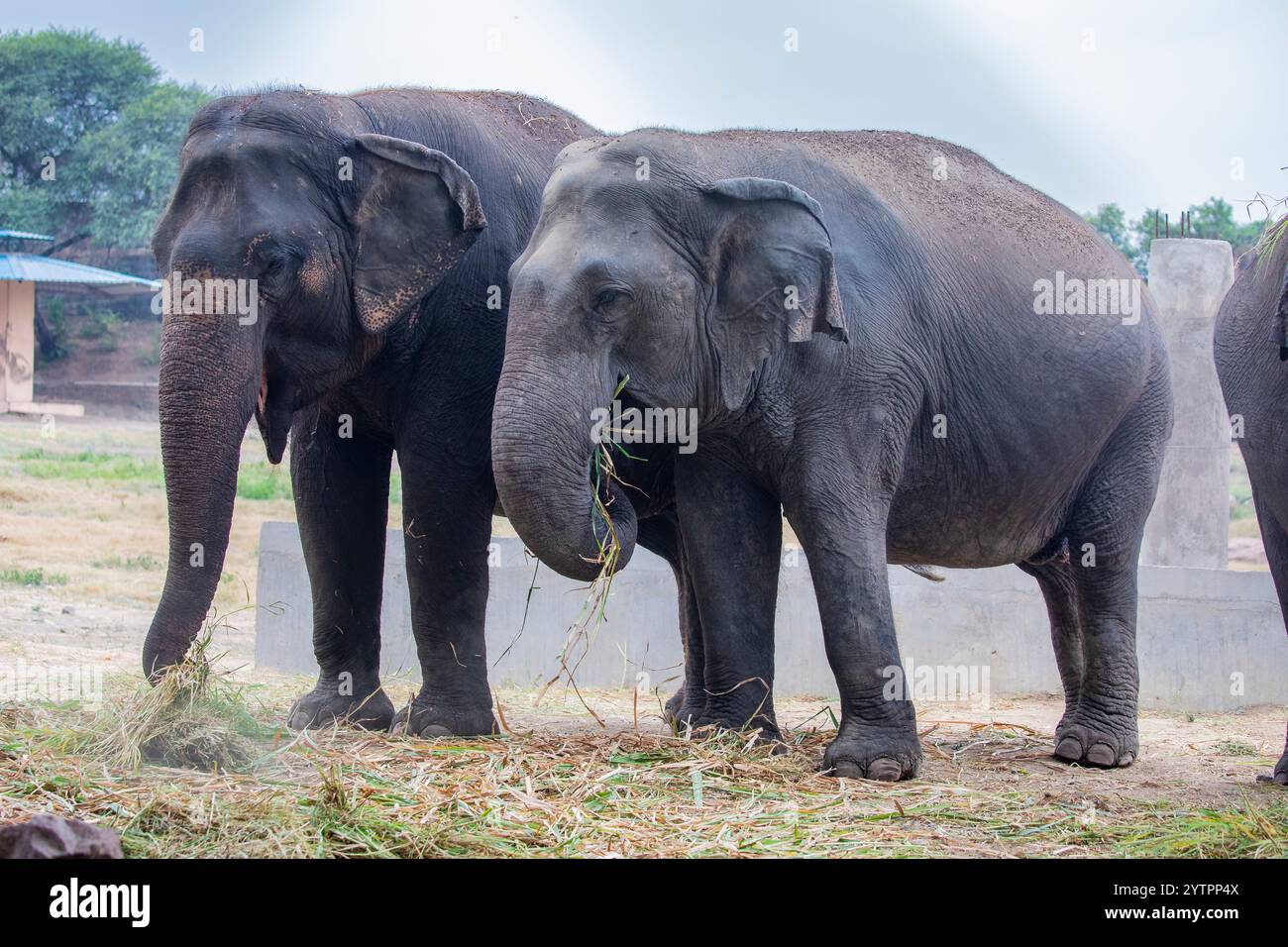 the indian elephant (Elephas maximus indicus) is eating grass in Nehru ...