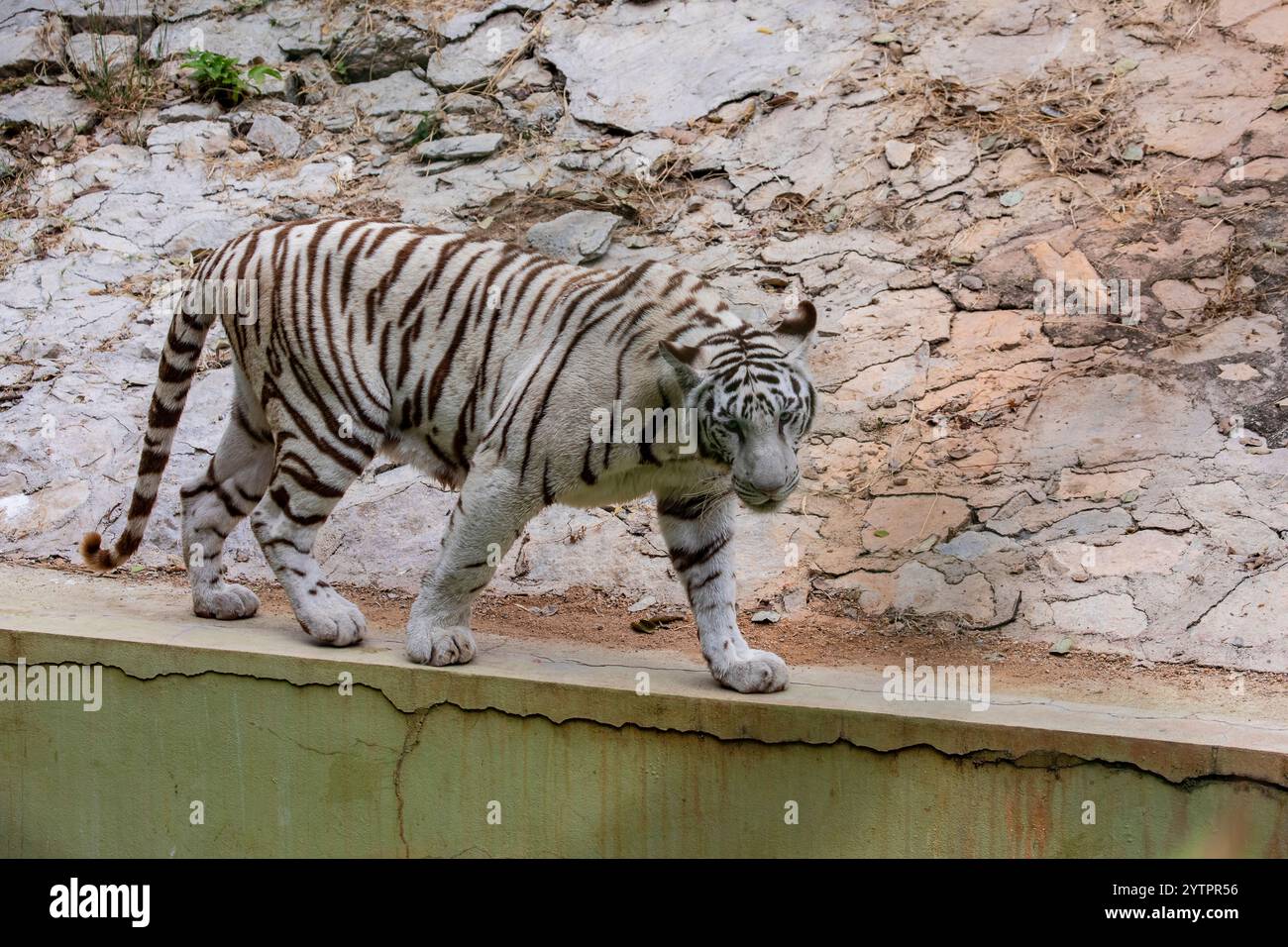 The white tiger is a pigmentation variant of the Bengal tiger. Such a ...