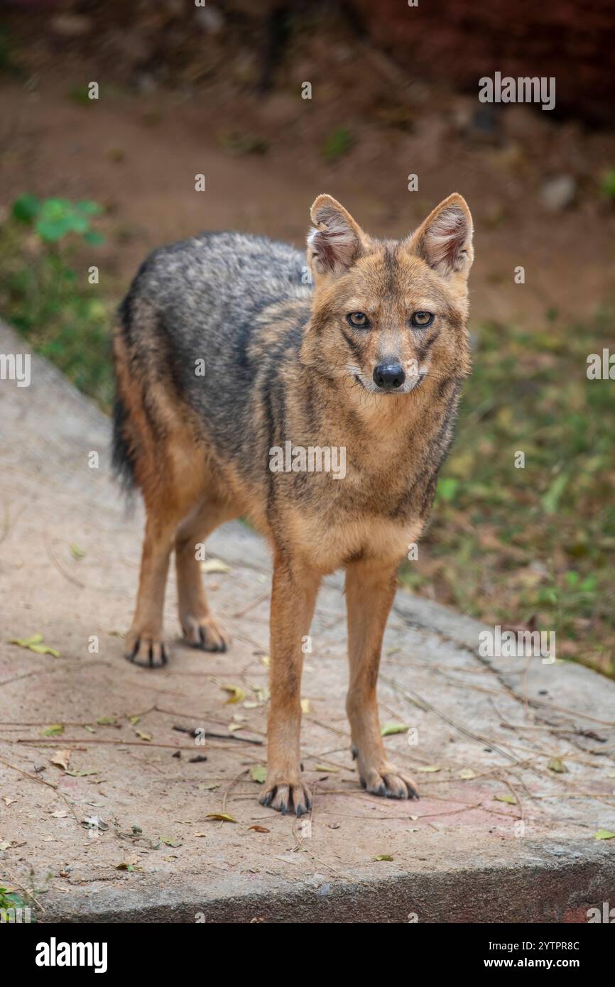 The golden jackal (Canis aureus) is a wolf-like canid that is native to Eurasia. The golden ...