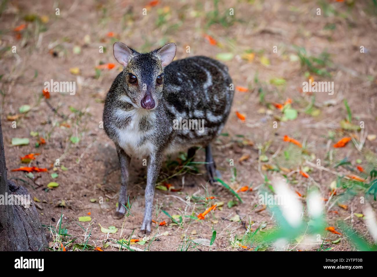 Chevrotain hooves hi-res stock photography and images - Alamy