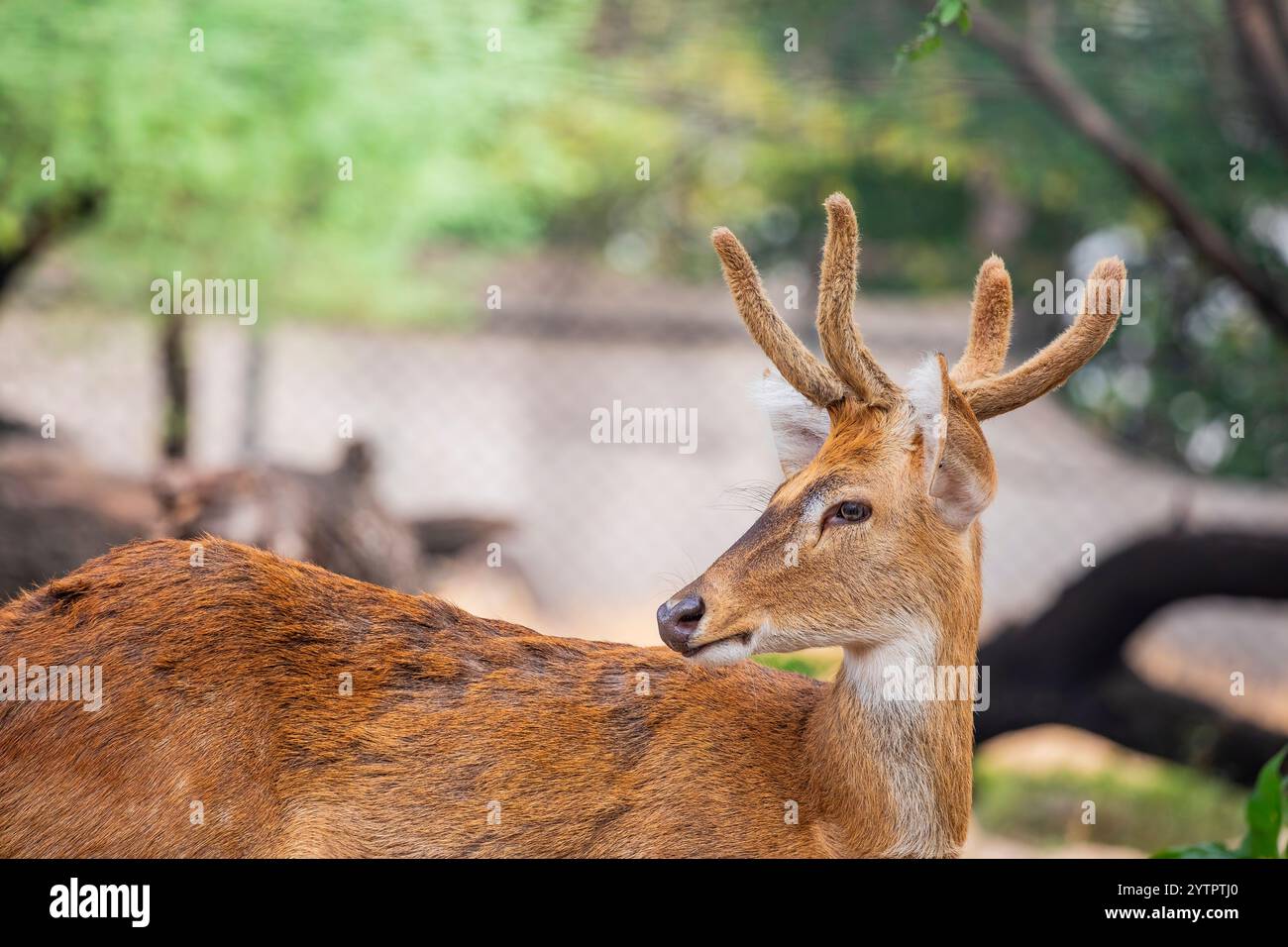 Manipur brow antlered deer hi-res stock photography and images - Alamy