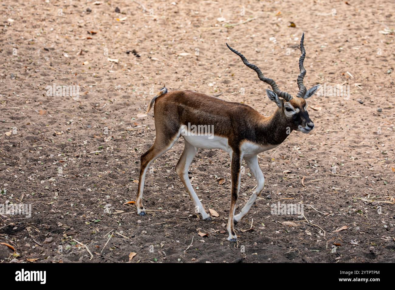 The blackbuck (Antilope cervicapra) is a medium-sized antelope native ...