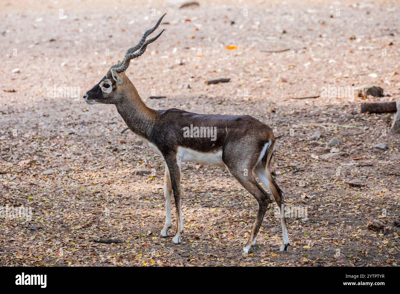 The blackbuck (Antilope cervicapra) is a medium-sized antelope native ...