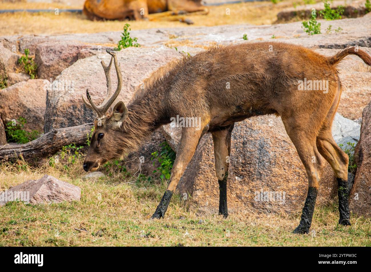 The sambar (Rusa unicolor) is a large deer native to the Indian ...