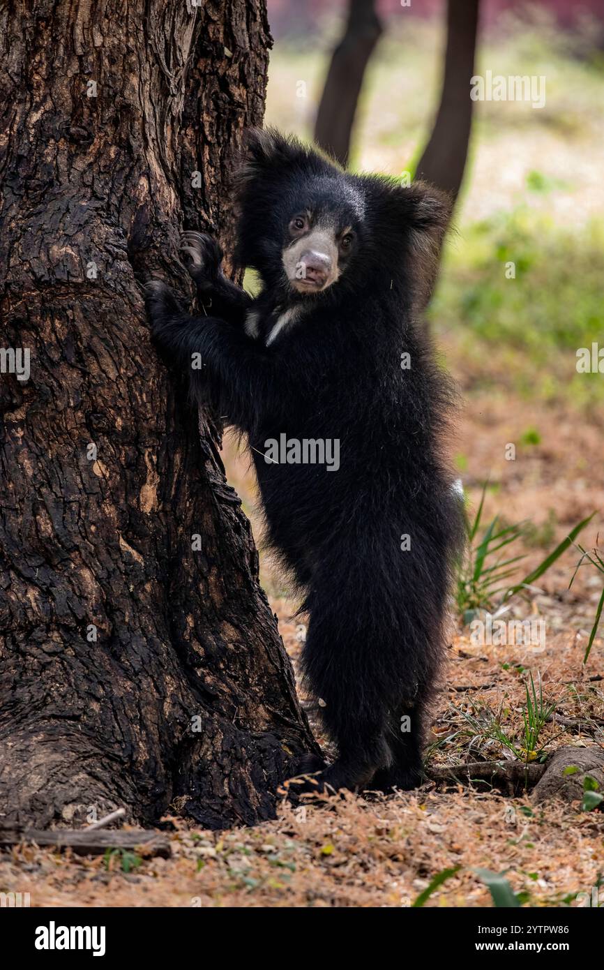 The young sloth bear (Melursus ursinus) is a myrmecophagous bear ...