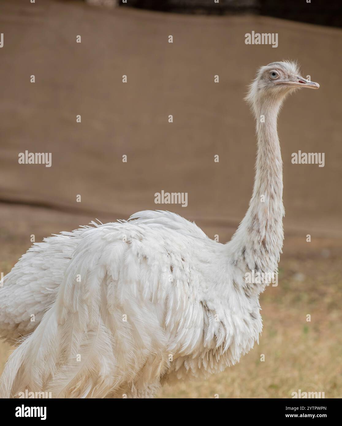 The white greater rhea, it is a species of flightless bird native to ...