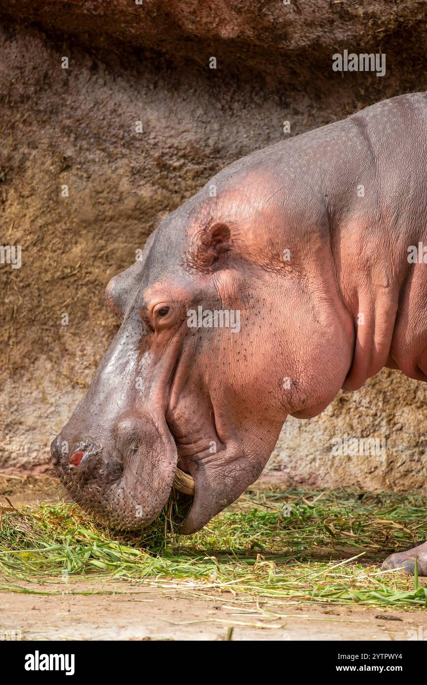 Closeup hippopotamus family eating hi-res stock photography and images ...