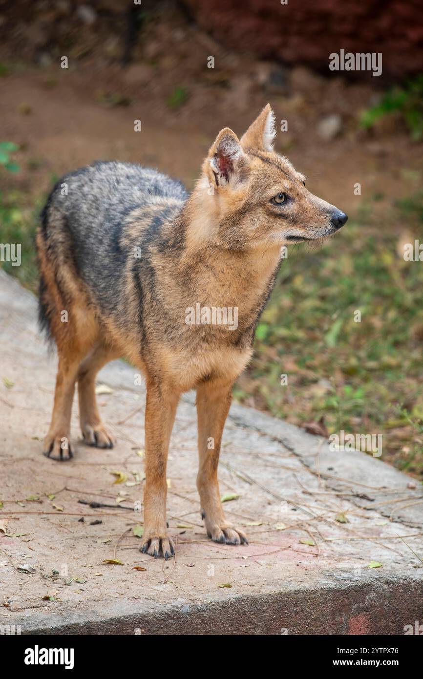 The golden jackal (Canis aureus) is a wolf-like canid that is native to Eurasia. The golden ...