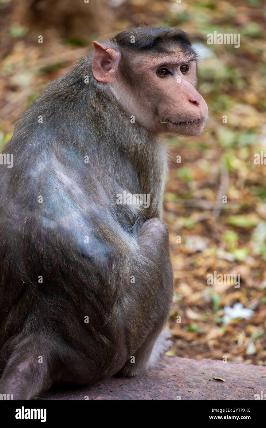 The bonnet macaque (Macaca radiata) is a species of macaque endemic to ...