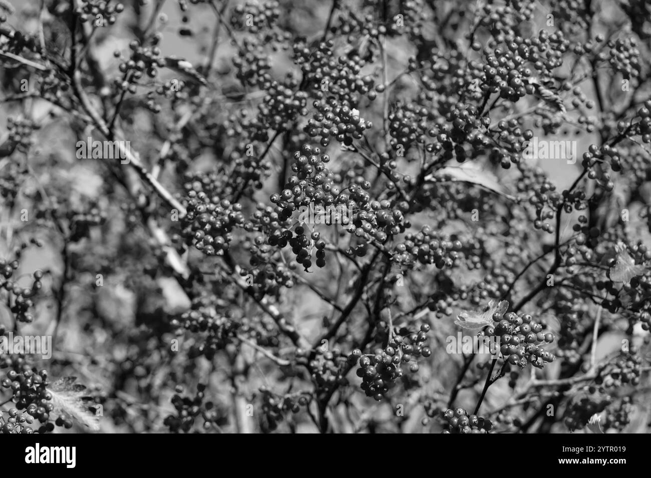 red fall rowanberry branch. red fall rowanberry. fall season with red ...