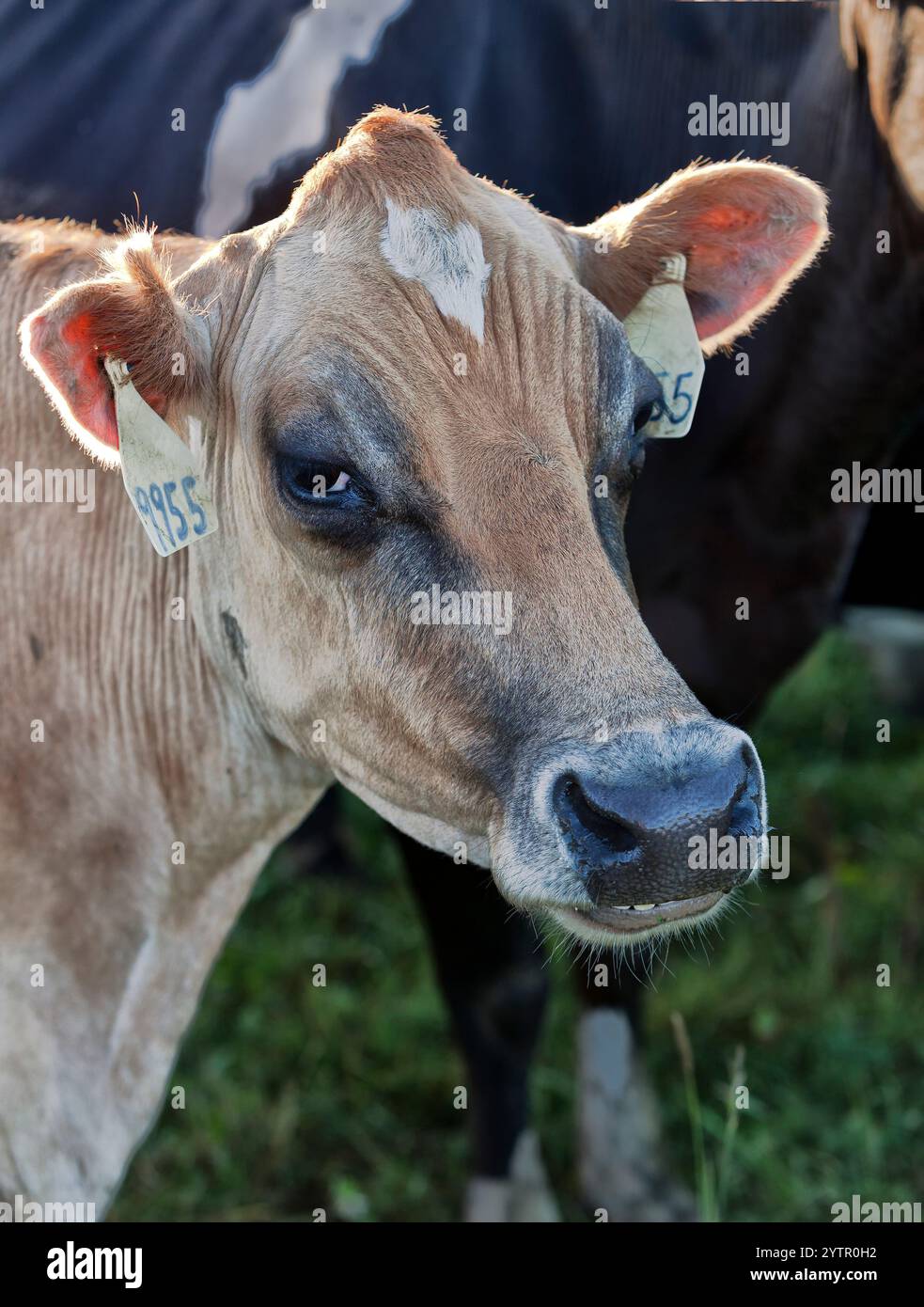 Dairy Cow 'Jersey Holstein cross', communicating, waiting to be milked ...