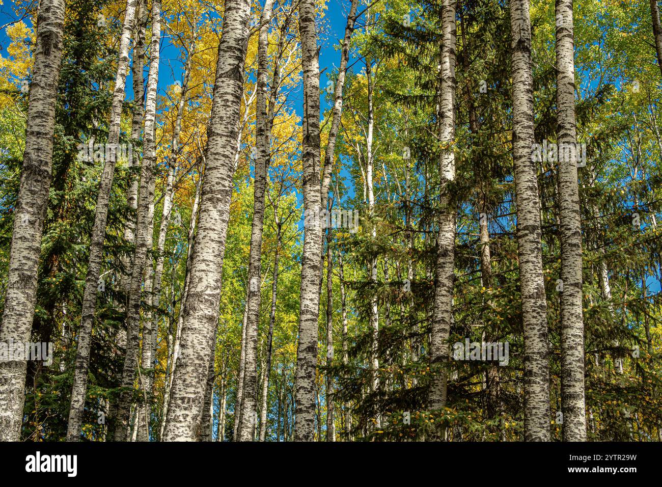 A forest with many trees and a blue sky. The trees are mostly green ...