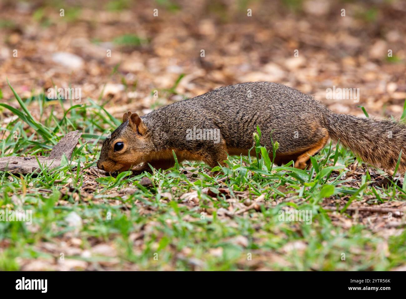 An Eastern Fox Squirrel forages on the ground in Northeast Indiana, USA ...