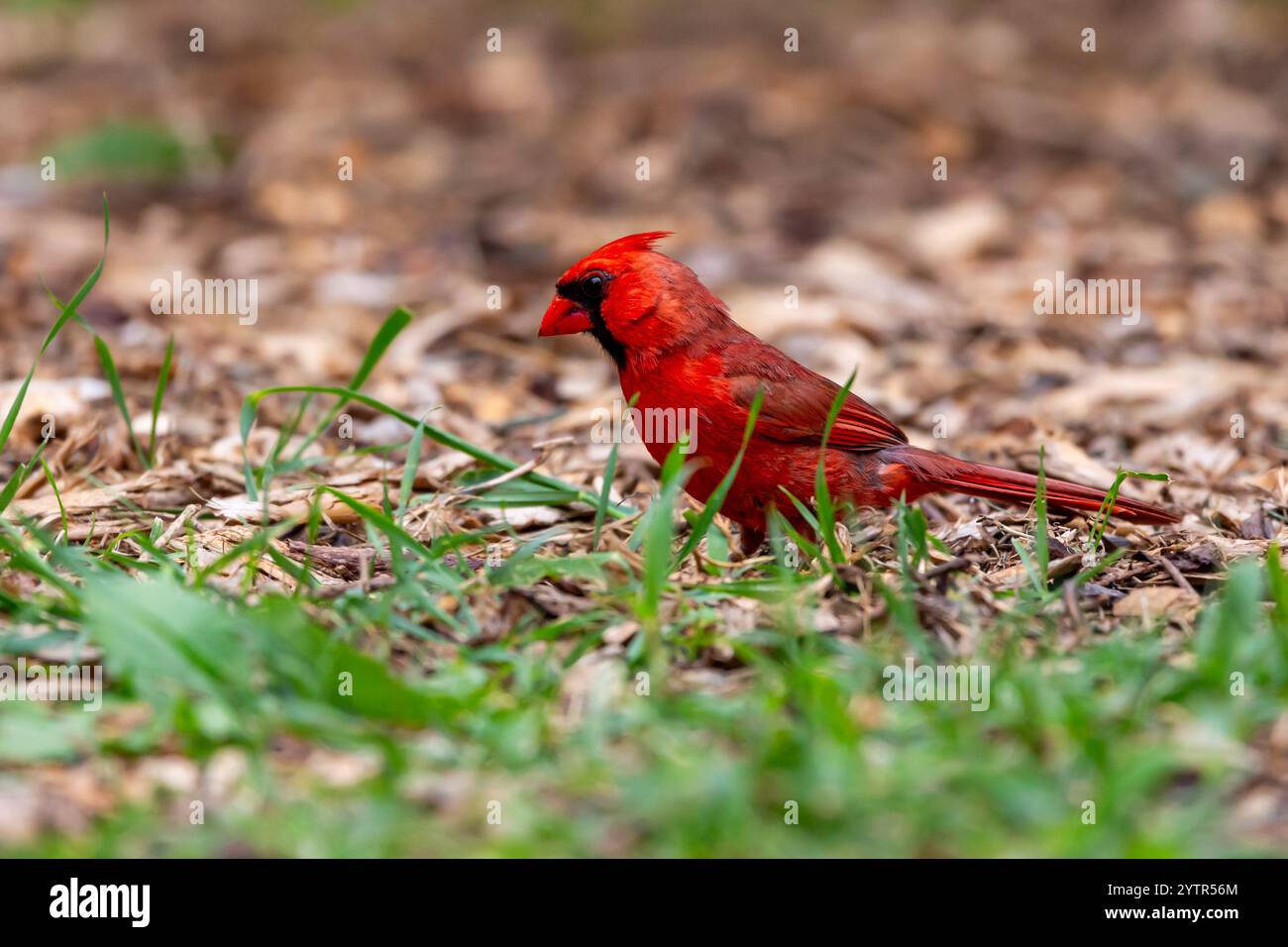A red male northern cardinal on the ground in Northeast Indiana, USA ...