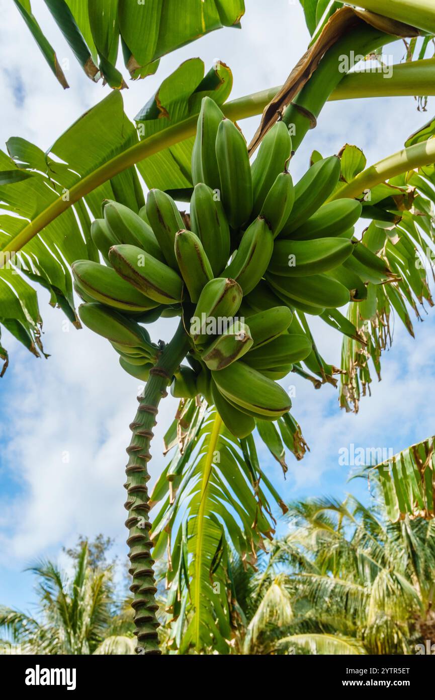 A bunch of green bananas hanging from a tree. The bananas are ripe and ...