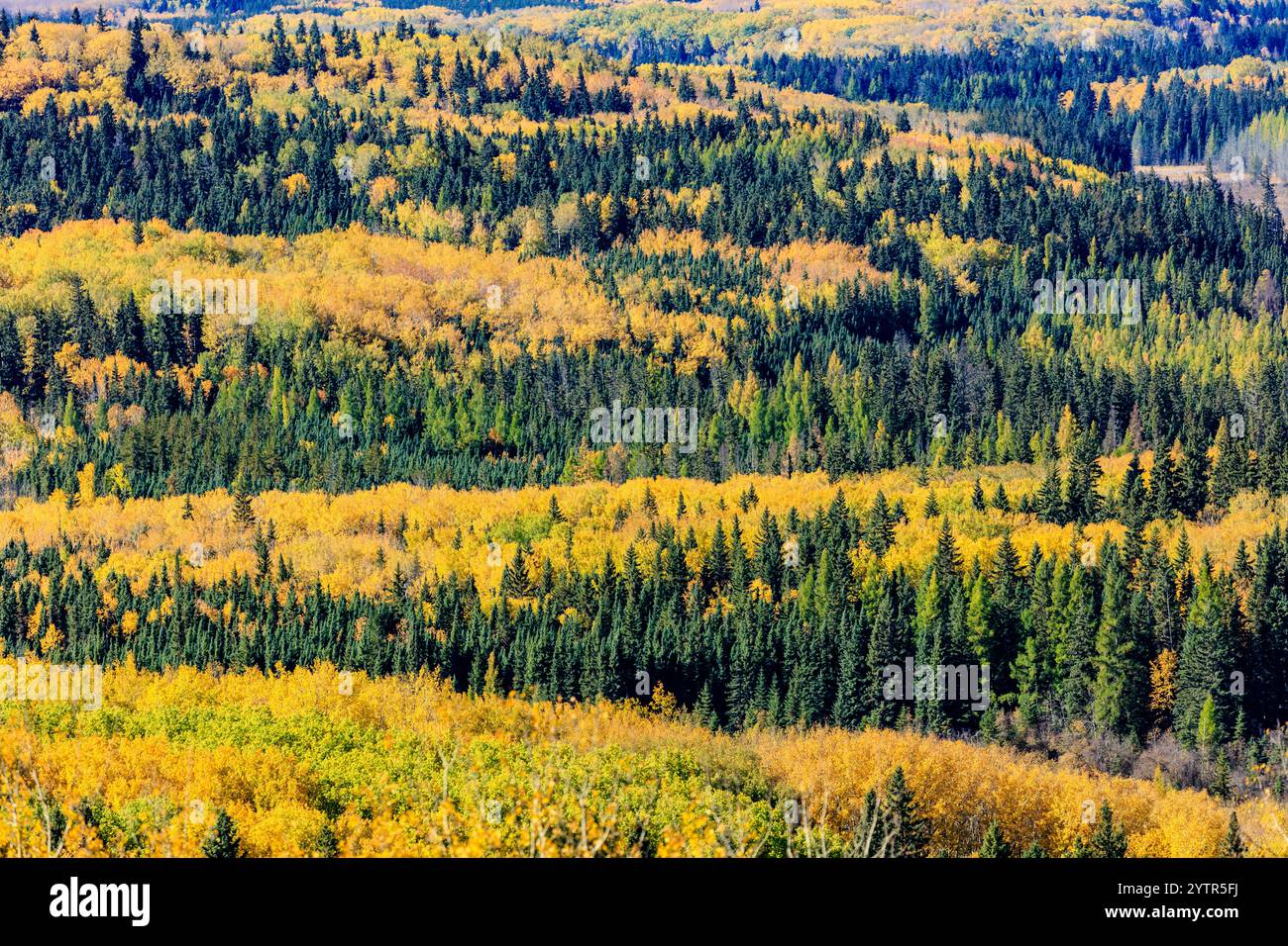 A vast forest with a multitude of trees, some of which are green and ...