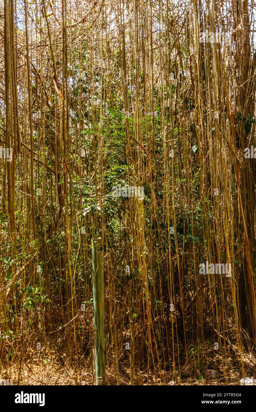 A forest of tall bamboo plants with a green tree in the middle. The ...