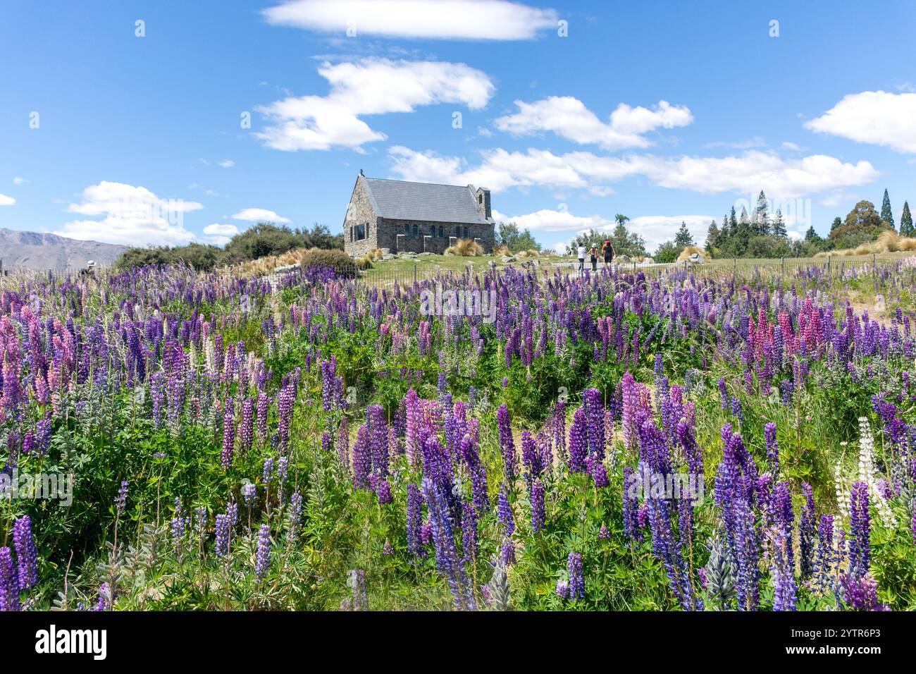 The church of the good shepherd historic stone heritage lupinus hi-res ...