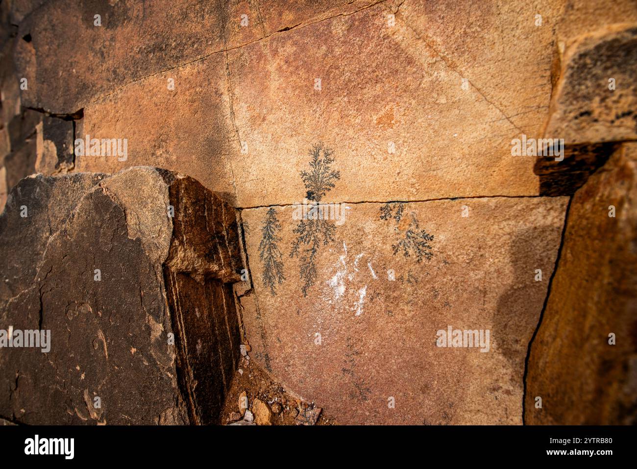 fossil plant embedded in the rocks of the Moroccan Atlas in Jebel ...