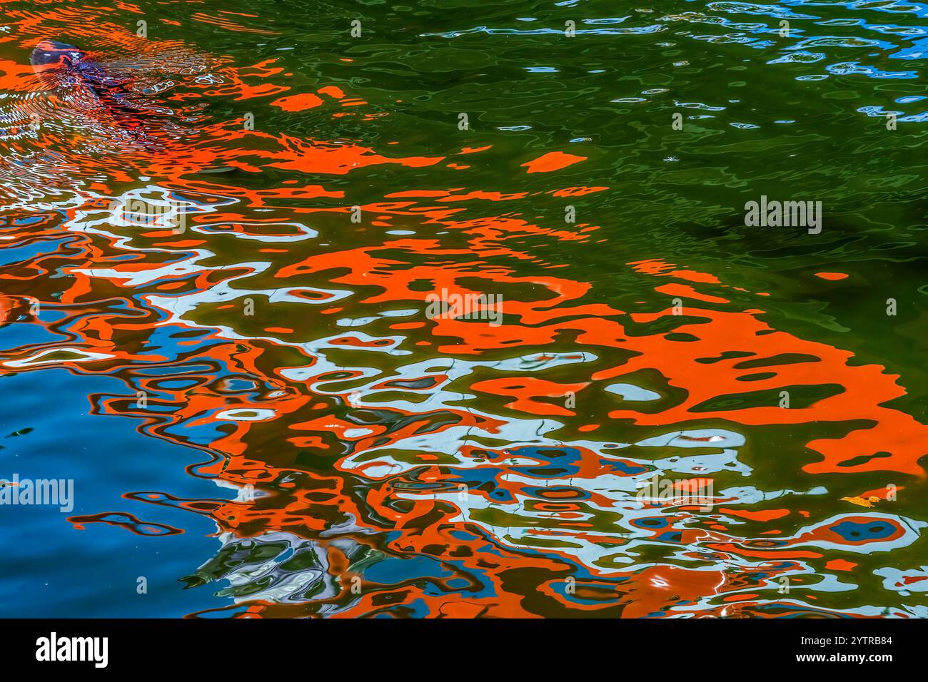 Colorful Red Blue White Pond Reflection Abstract Carp Fish Shinsenen ...
