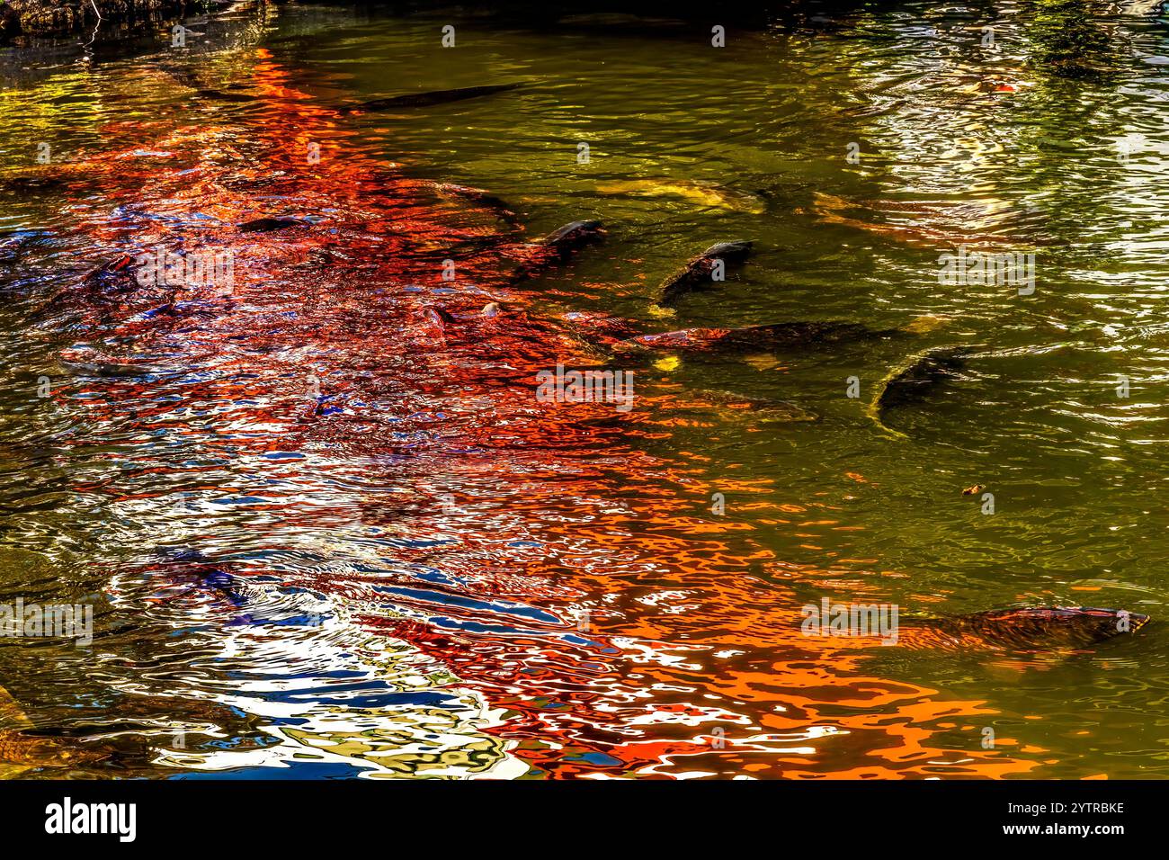 Colorful Red Blue White Pond Reflection Abstract Carp Fish Shinsenen ...