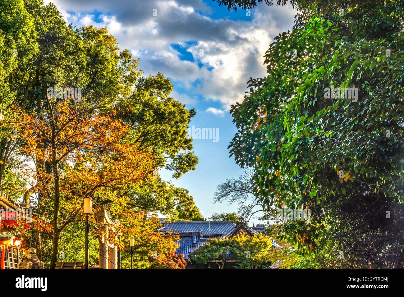 Colorful Autumn Fall Leaves Yasaka Gion Shinto Shrine Kyoto Japan ...