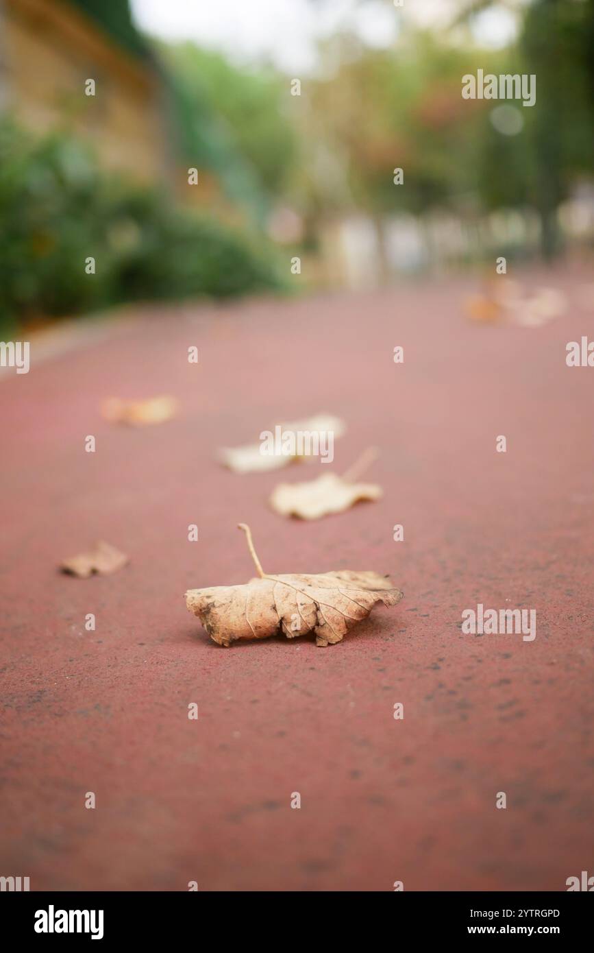 The Autumn Leaves on a Pathway Create a Beautiful and Tranquil Scene of ...