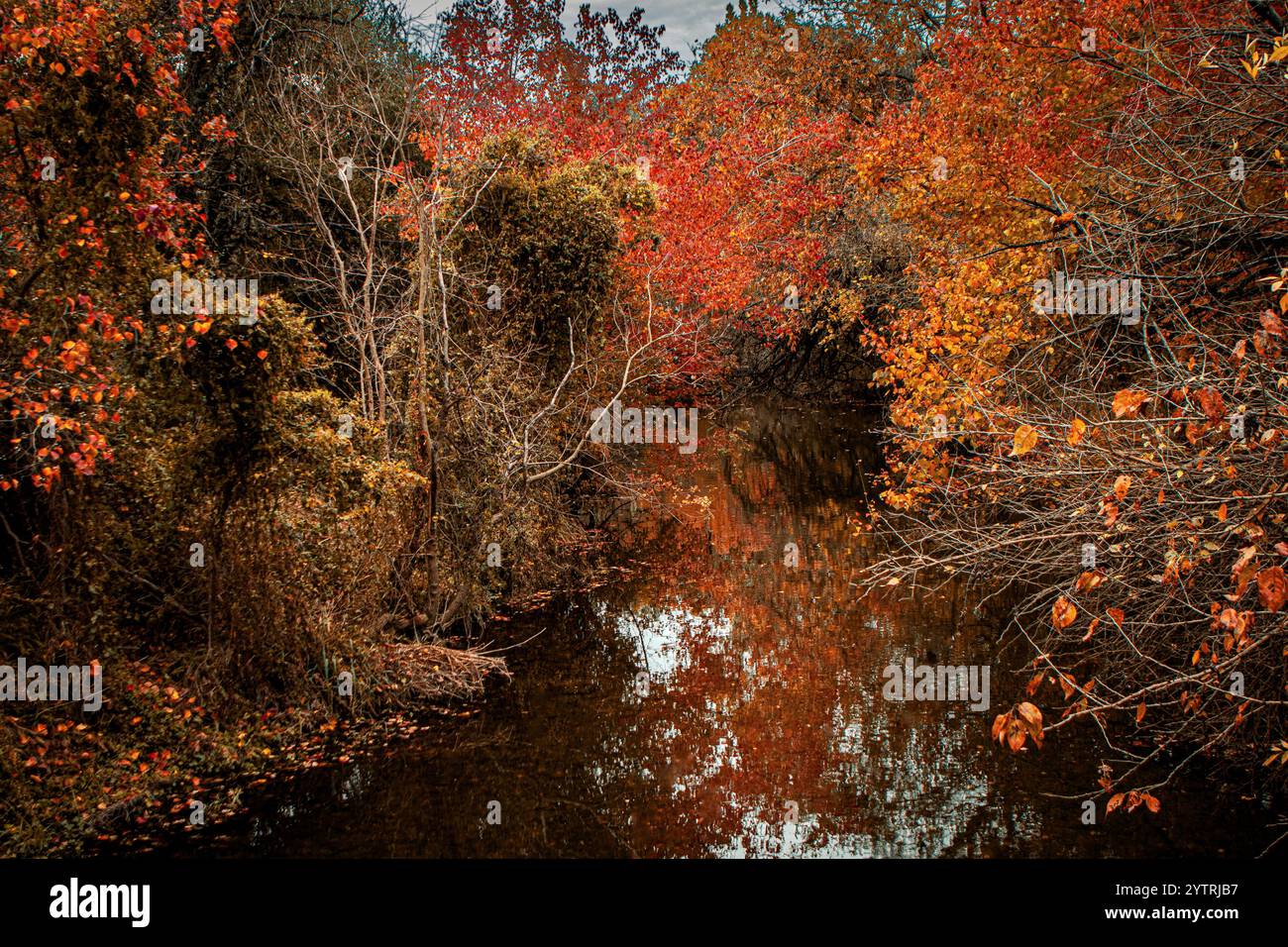 Reflections through river lake swamp hi-res stock photography and ...