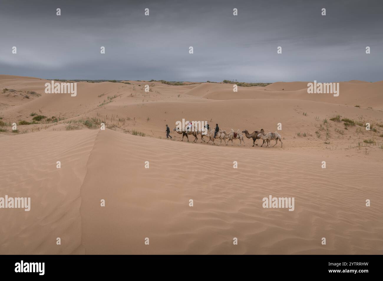 Caravan of camels. Kubuqi desert, Xiangshawan Resort, Inner Mongolia ...