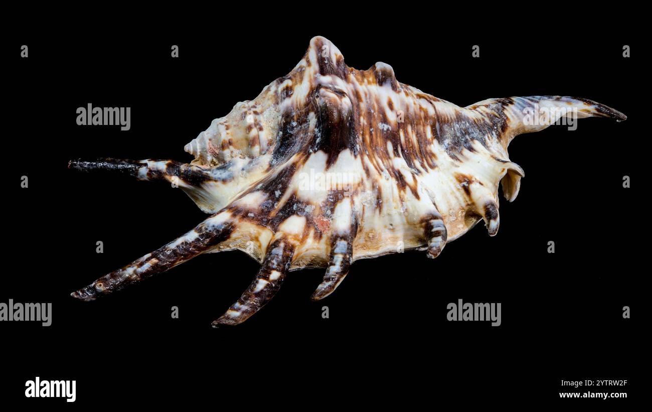 A detailed close-up of a Lambis tiger shell with brown and tan linear ...