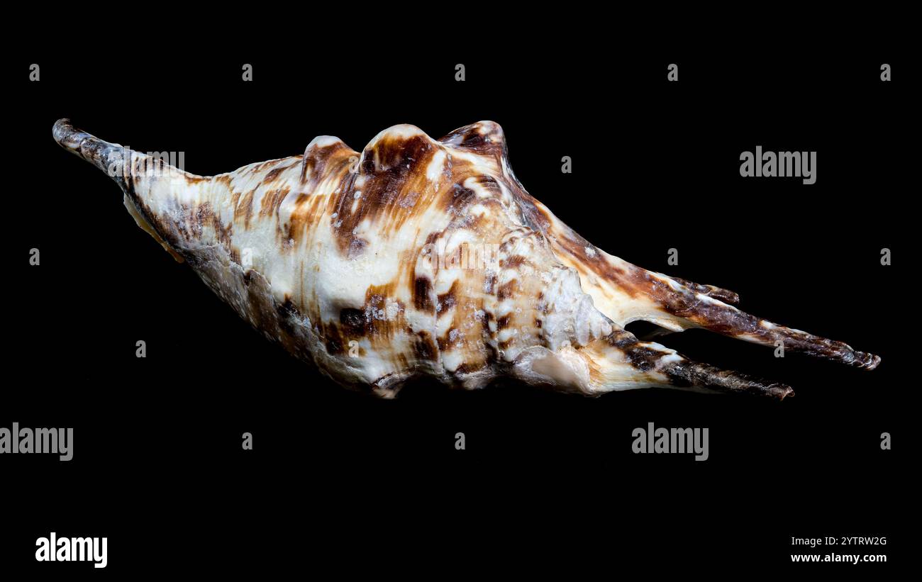 A detailed close-up of a Lambis tiger shell with brown and tan linear ...