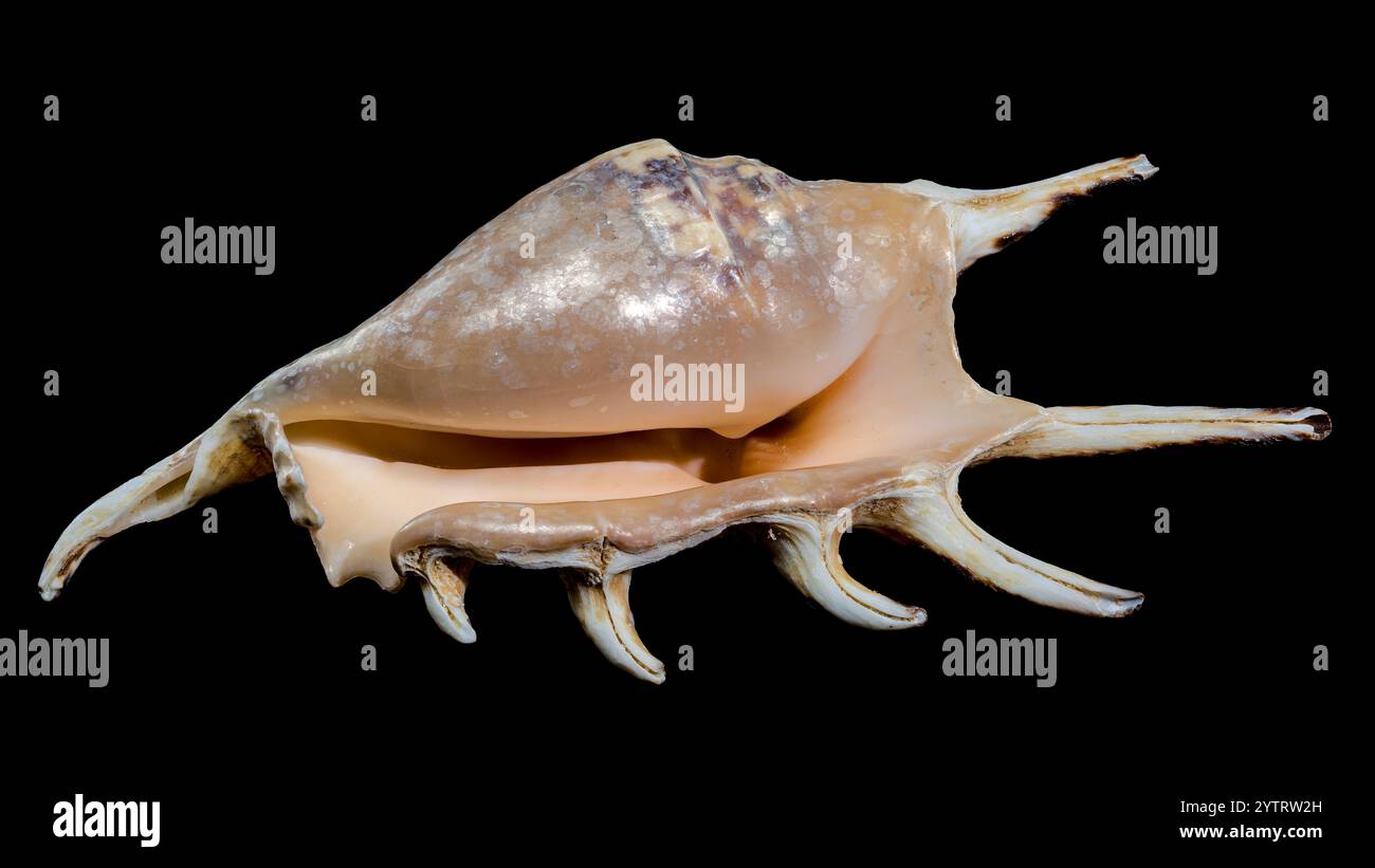 A detailed close-up of a Lambis tiger shell with brown and tan linear ...