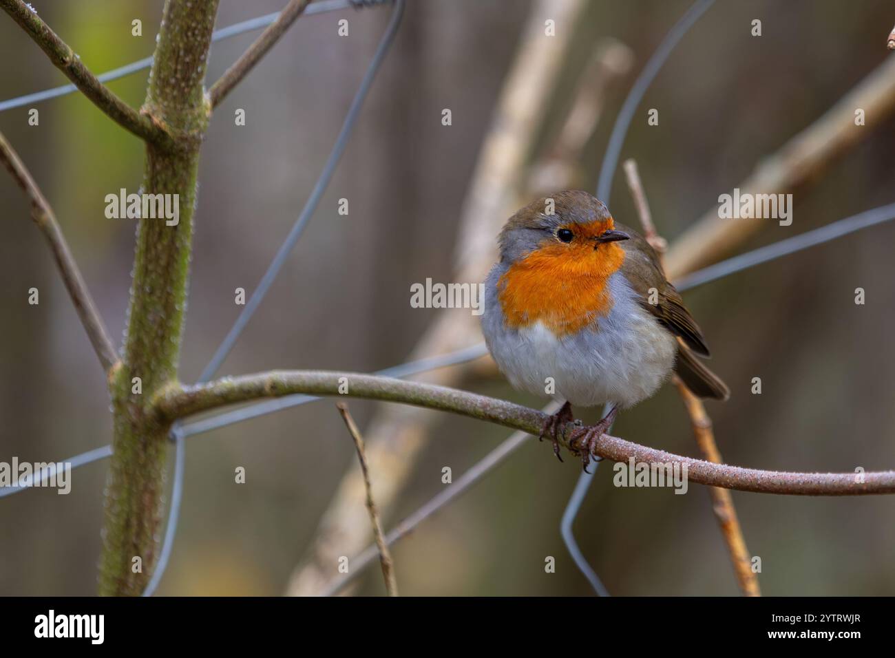 European Robin seen in Autumn 2025 at the Grube Fernie in Großen-Linden ...