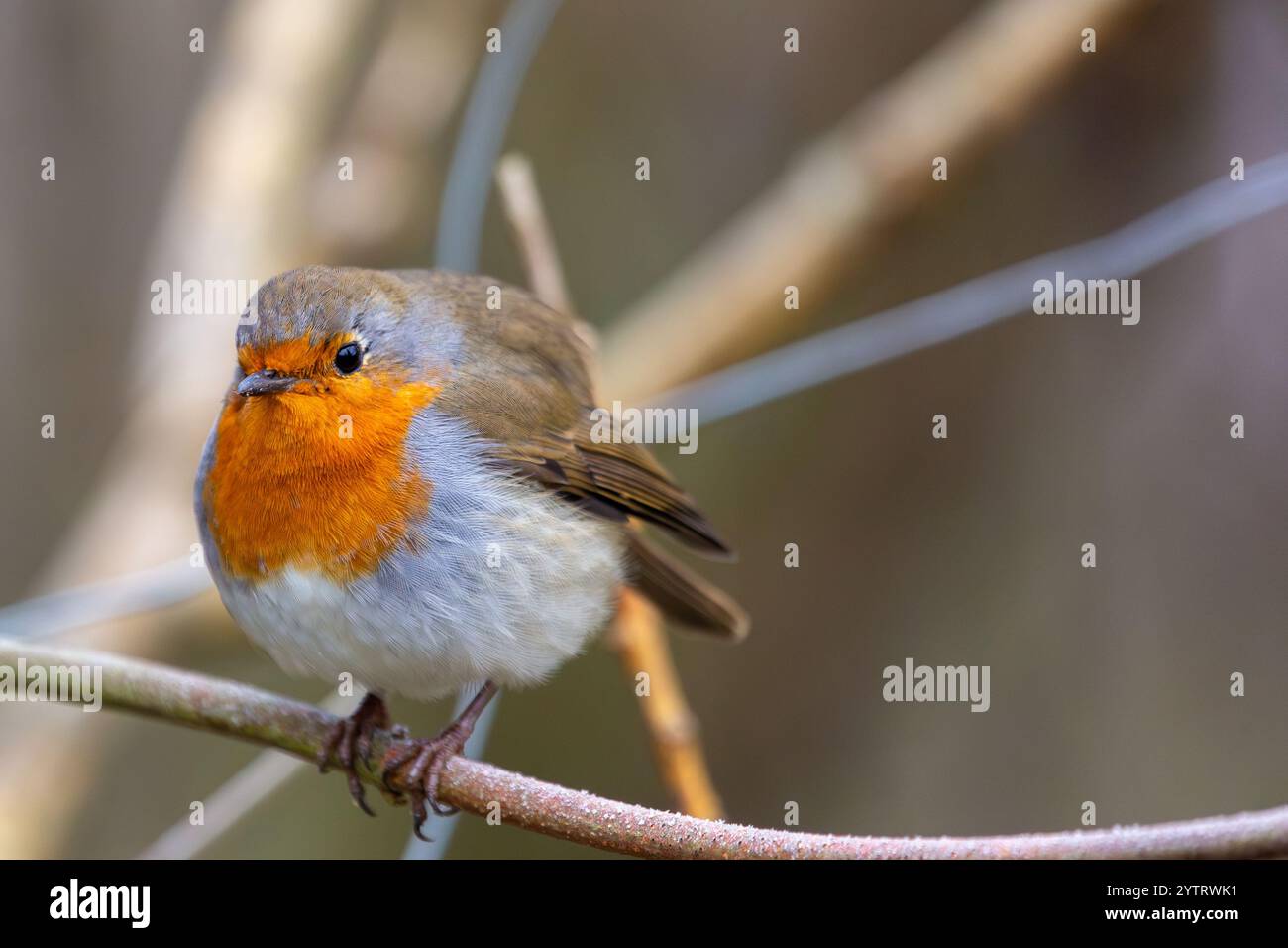 European Robin seen in Autumn 2025 at the Grube Fernie in Großen-Linden ...
