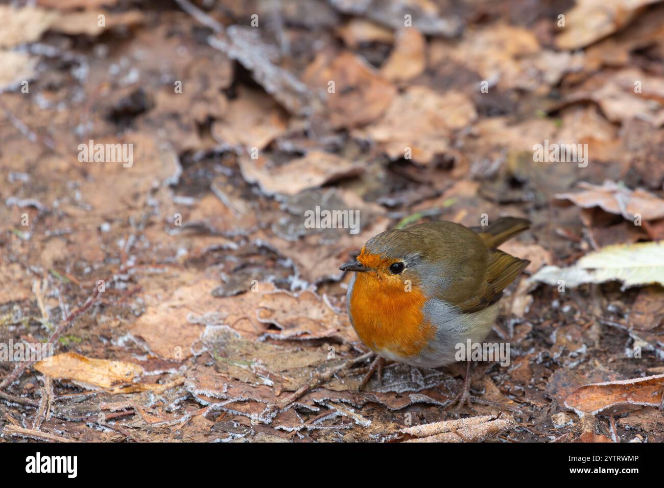 European Robin seen in Autumn 2025 at the Grube Fernie in Großen-Linden ...