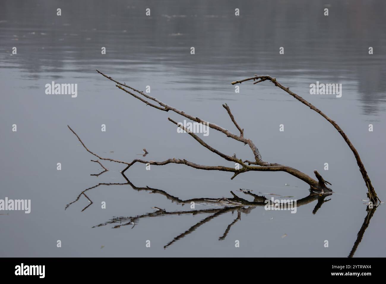 Branches Sticking Out Of