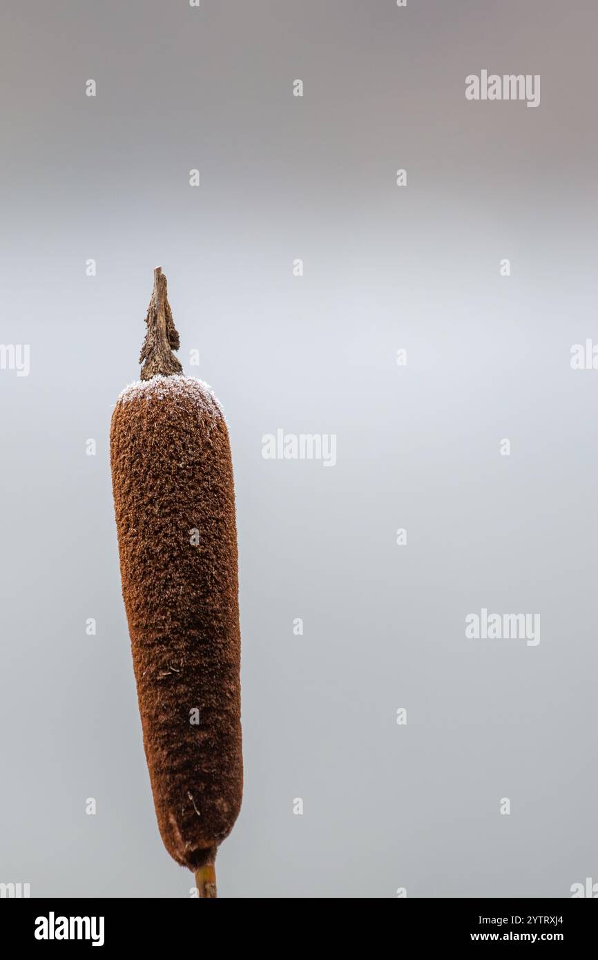 Typha sp. (probably Typha latifolia) on the Grube Fernie in Linden ...