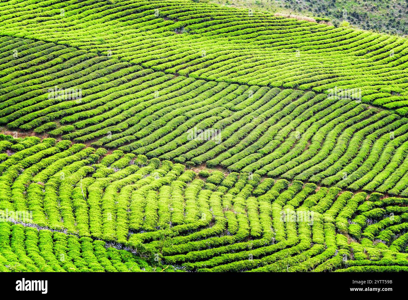 Scenic bright green rows of tea bushes at tea plantation Stock Photo ...