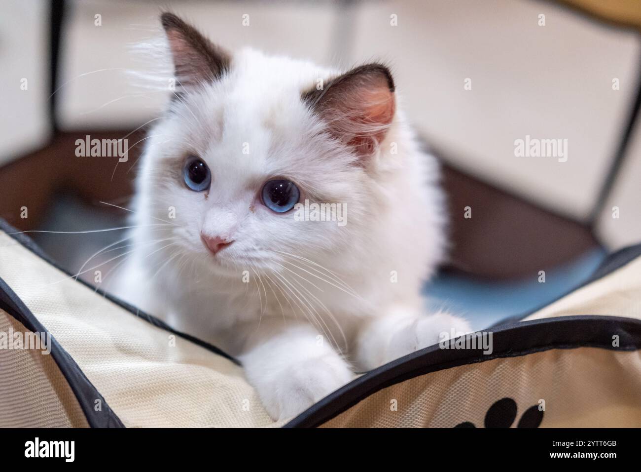 Cute, small Ragdoll cat. 4 months old. Standing on the floor and asking ...