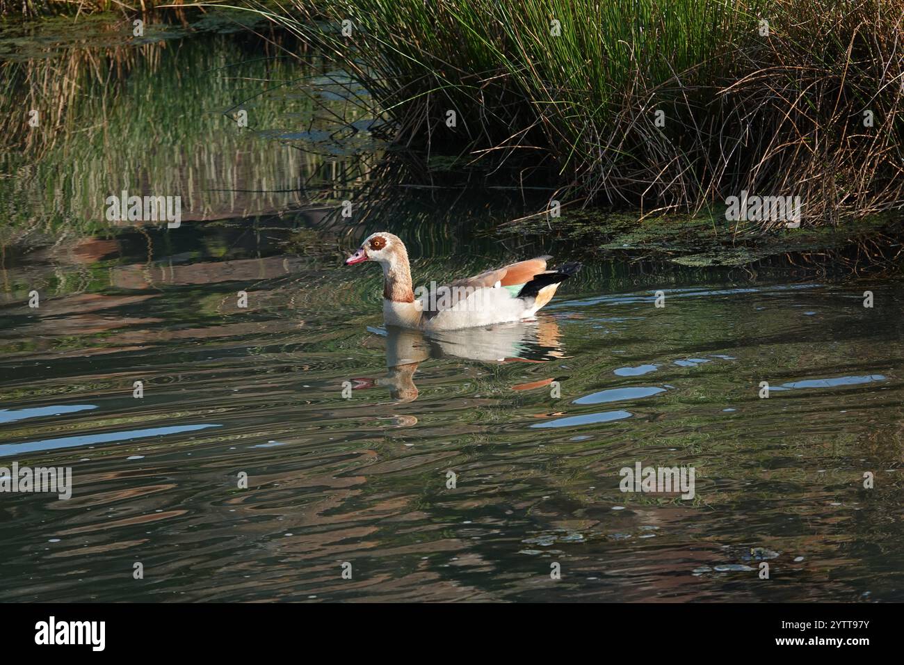 Avian Bird Life Egyptian Goose, shell Duck Stock Photo - Alamy