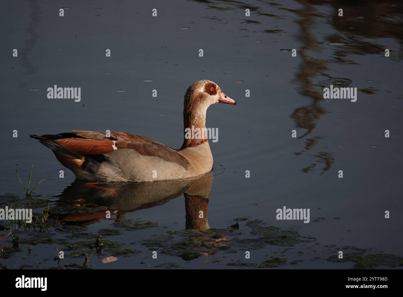 Avian Bird Life Egyptian Goose, shell Duck Stock Photo - Alamy