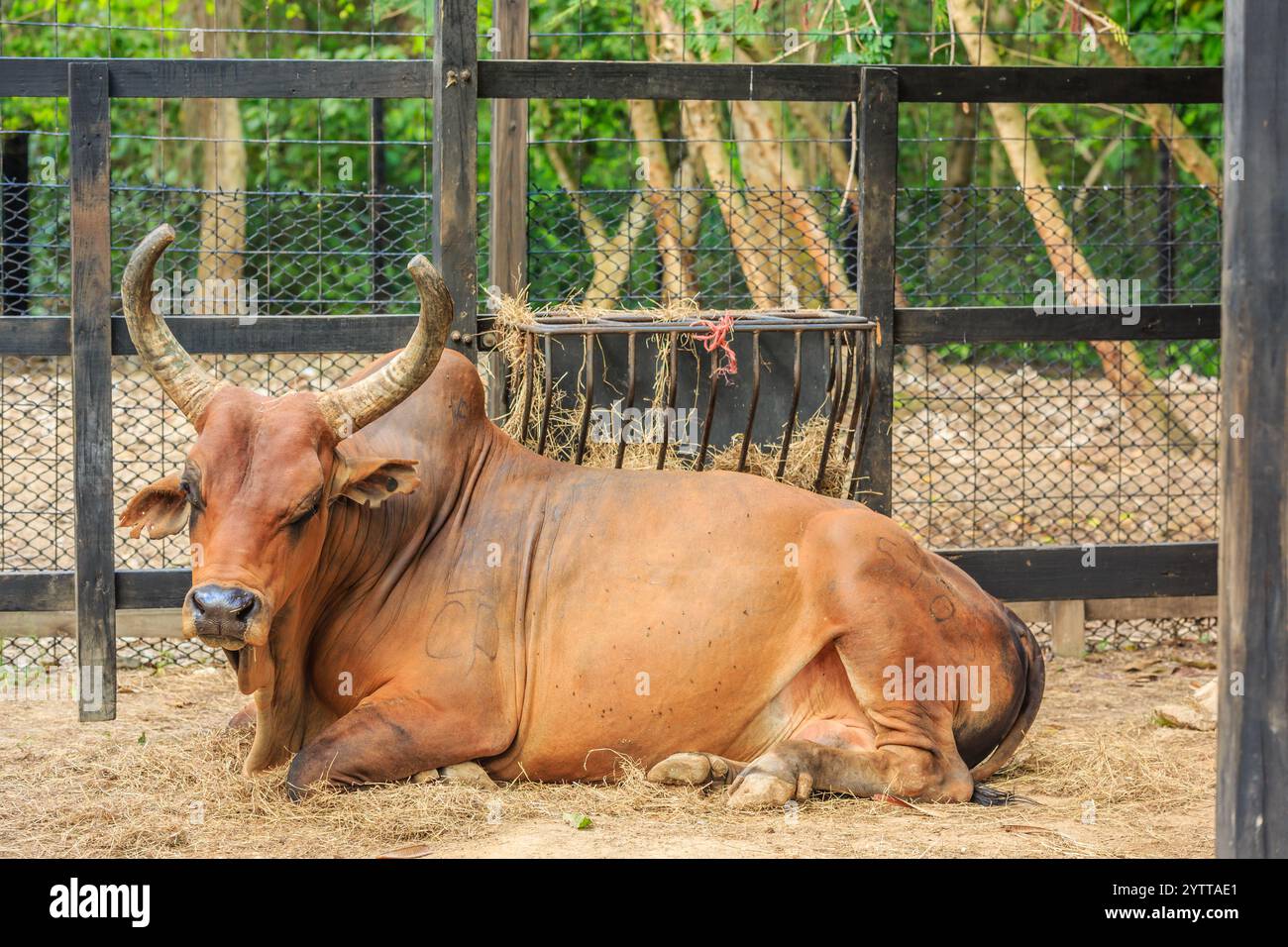 A brown cow with horns laying down in a pen. The pen is surrounded by a ...
