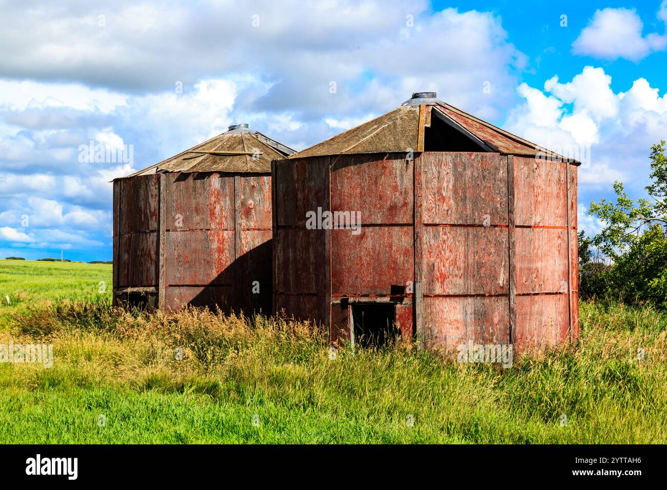Two old red barns sit in a field. The barns are empty and in a state of ...