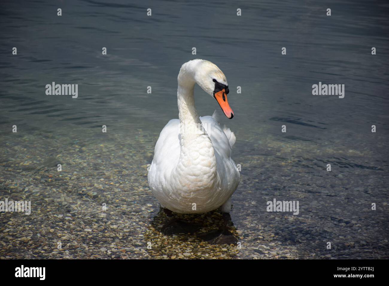 A majestic white swan standing gracefully in shallow water Stock Photo ...