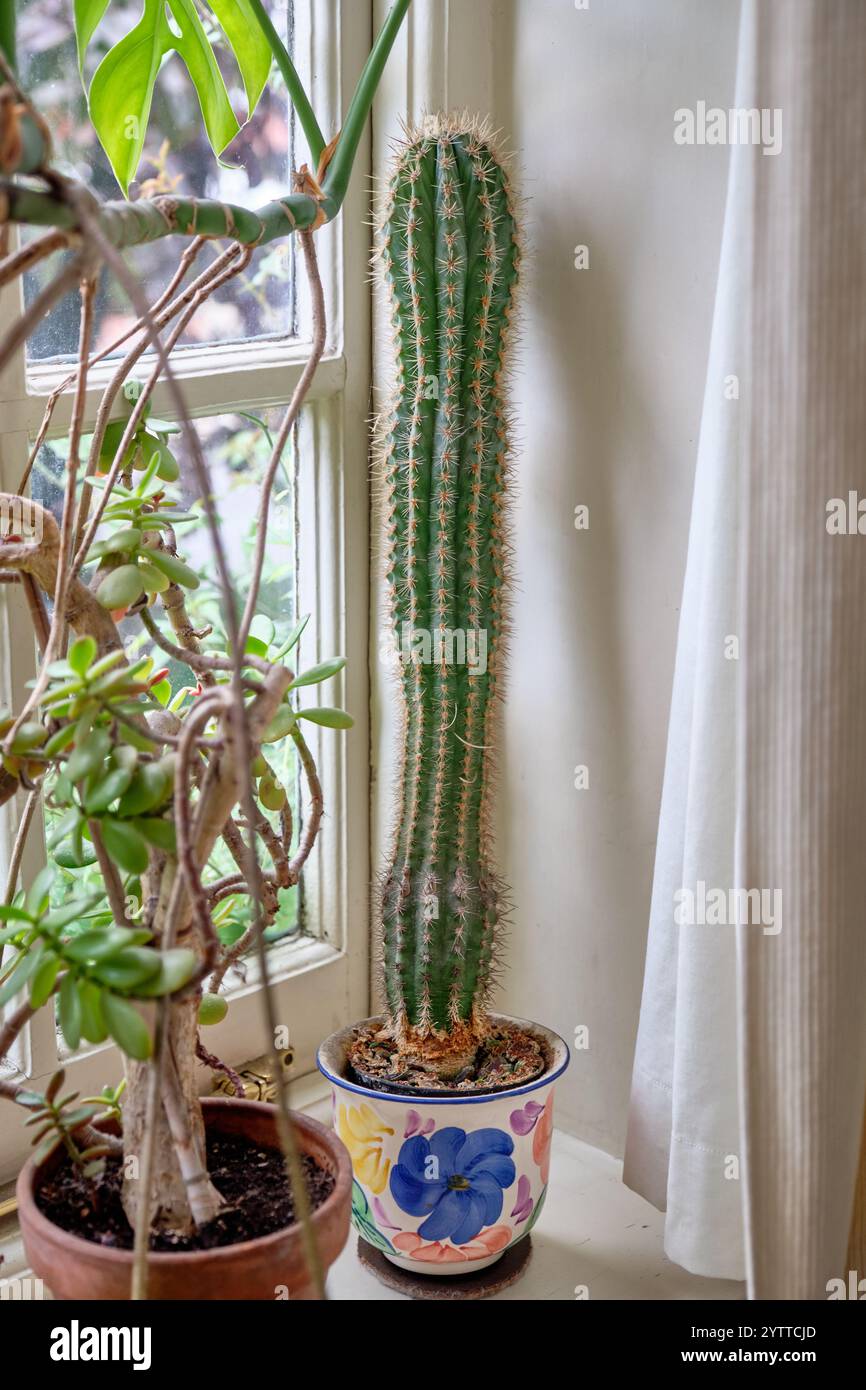 A phallic cactus in the Sigmund Freud house & museum in London ...