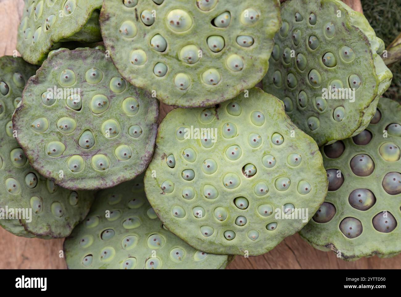 Group of Fresh green lotus seed pods. use it as your Wallpaper, Poster ...