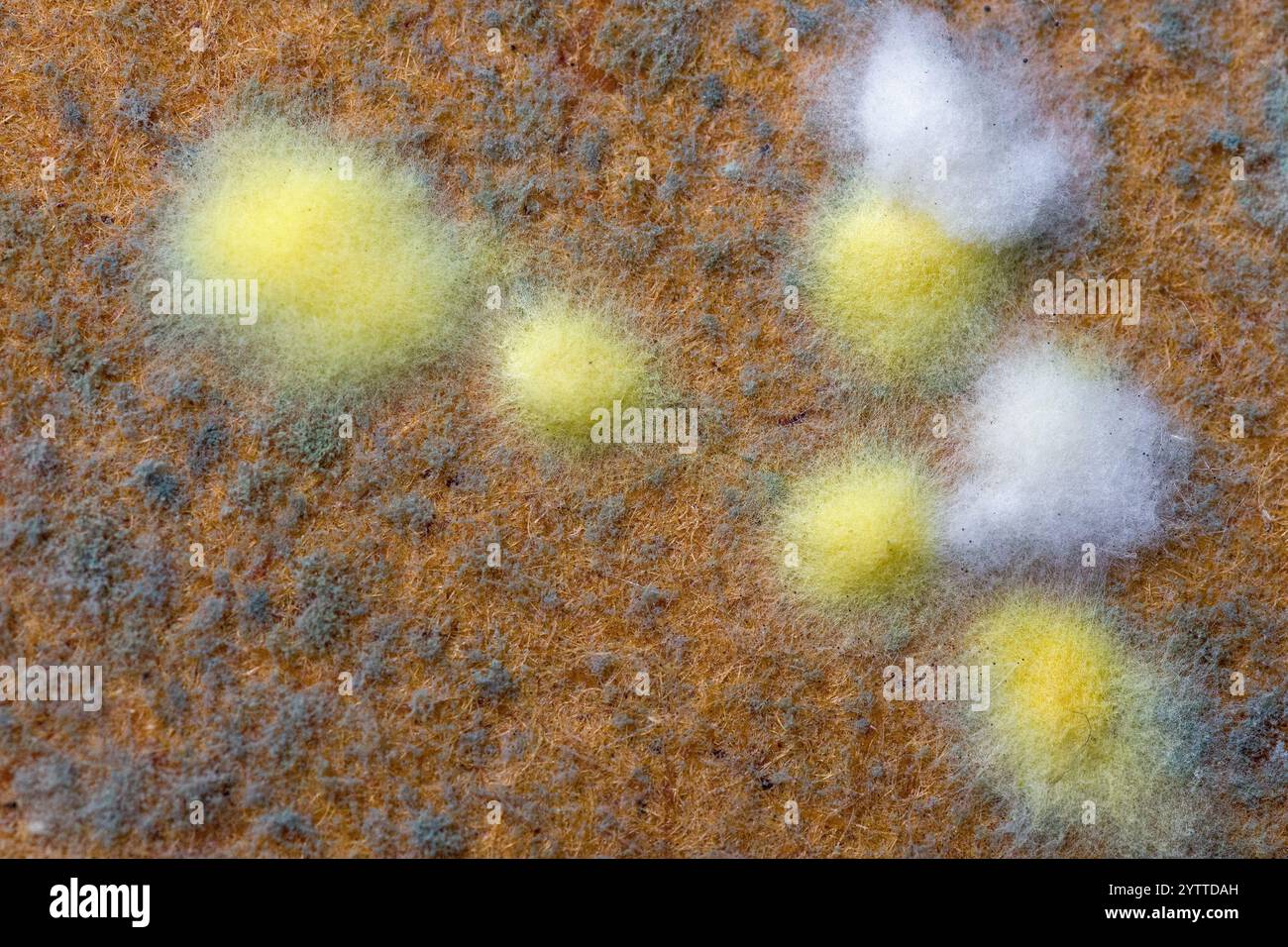 yellow and white mold stains on a wall Stock Photo - Alamy