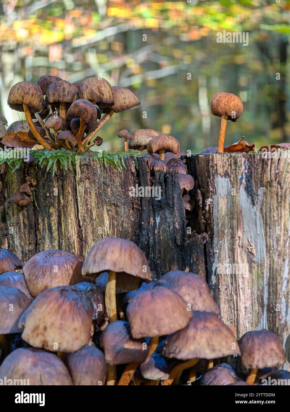 a tree stump in the forest overgrown with many brown mushrooms in the ...