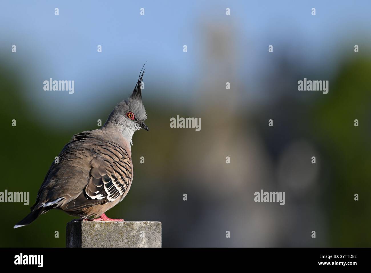Side view of a crested pigeon perched atop a stone structure, while ...